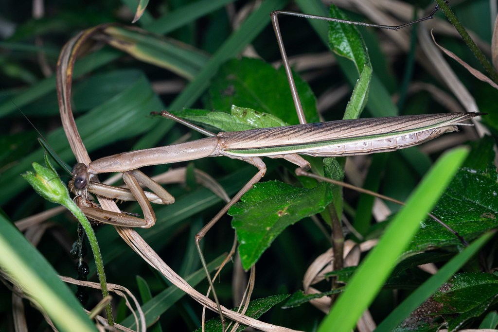 Tenodera costalis from Les Koghis, New Caledonia on May 07, 2019 at 11: ...