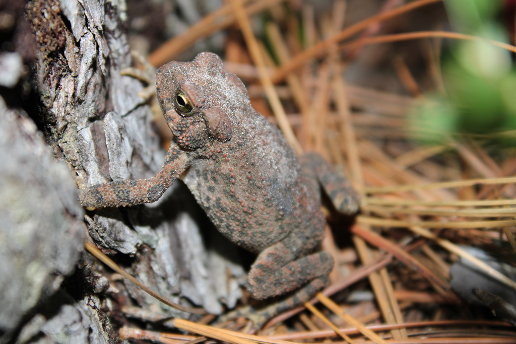 Pine Toad from Pueblo Nuevo, Dgo., México on September 24, 2024 at 11: ...