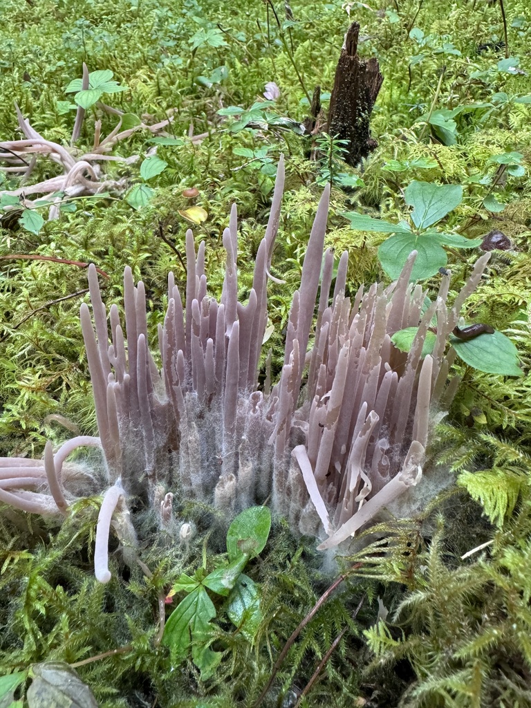 Purple Spindles from Newfoundland, St. John's, NL, CA on September 30 ...