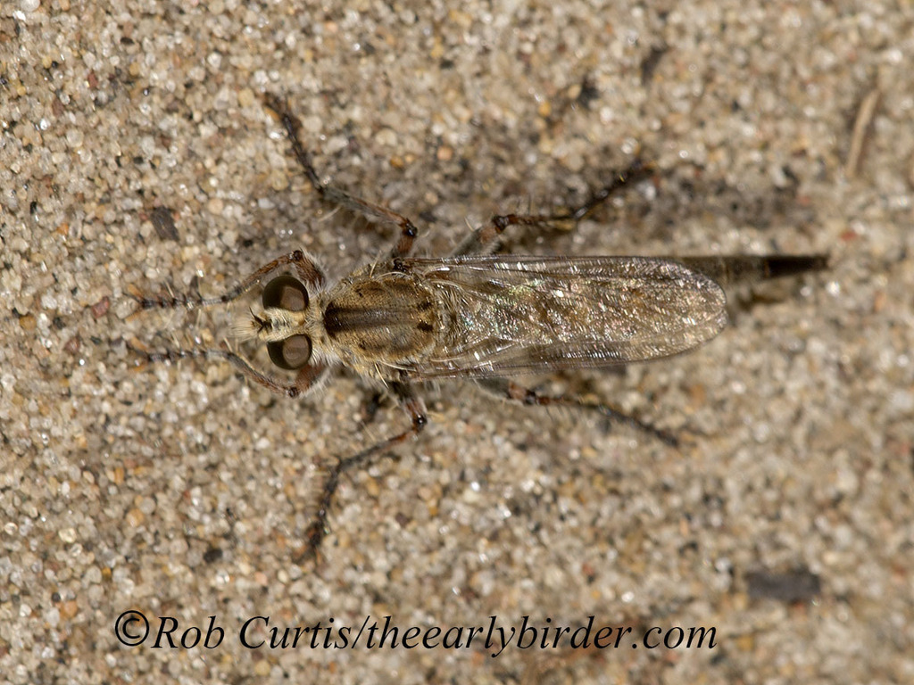 Proctacanthella cacopiloga from Lake County, IL, USA on August 28, 2016 ...