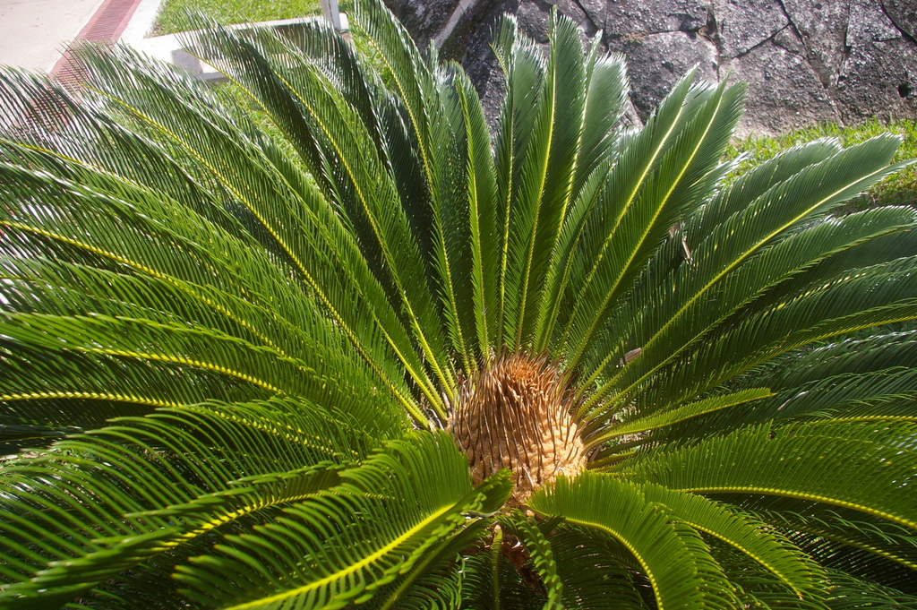 Sago cycad from Cozumel, Quintana Roo, Mexico on November 18, 2011 at ...