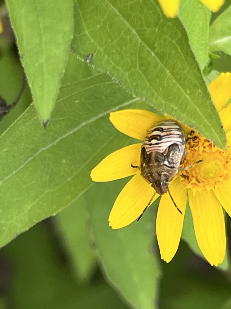 Stink Bugs, Shield Bugs, and Allies from Faust Park Thornhill Home and ...