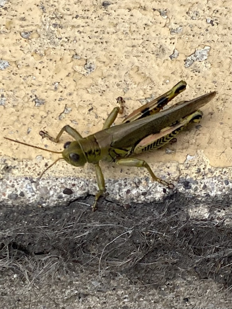 Differential Grasshopper from S Saginaw Rd, Grand Blanc, MI, US on ...