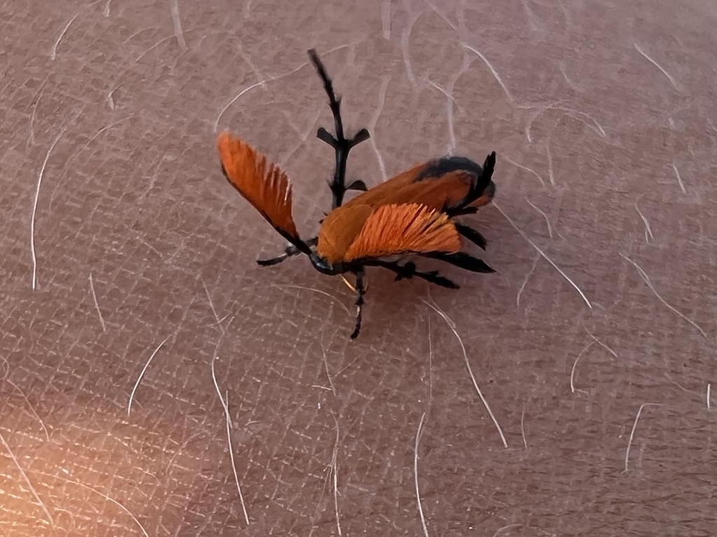 Feather-legged Moths from 839H+MRJ, Lembar, West Lombok Regency, West ...