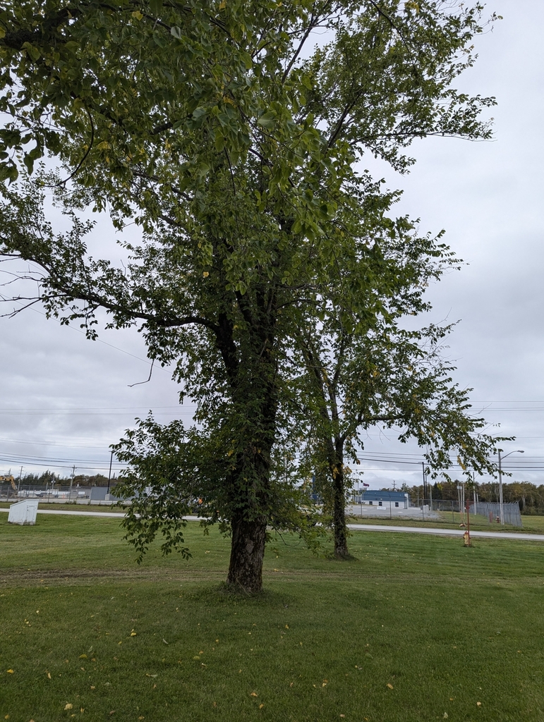 American elm from Gander, NL A1V 2V4, Canada on September 30, 2024 at ...