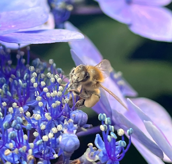 Western Honey Bee from Downtown Seattle, Seattle, WA, USA on September ...