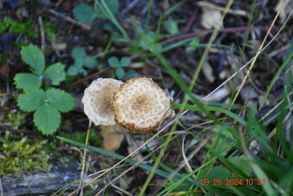 fatal dapperling from Scenic State Park, Itasca County, MN, USA on ...