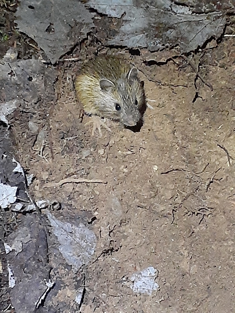 Woodland Jumping Mouse in September 2024 by Randy Lauff. Found adjacent ...