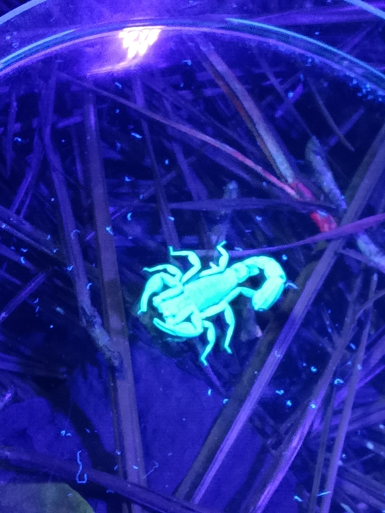 Southern Devil Scorpion from Pelham, AL 35124, USA on September 30 ...