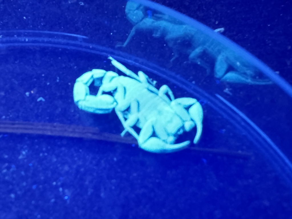 Southern Devil Scorpion from Oak Mountain State Park, Pelham, AL, US on ...