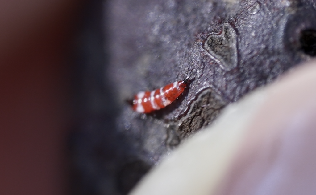 Insects from Melbourne VIC, Australia on September 30, 2024 at 03:51 PM ...