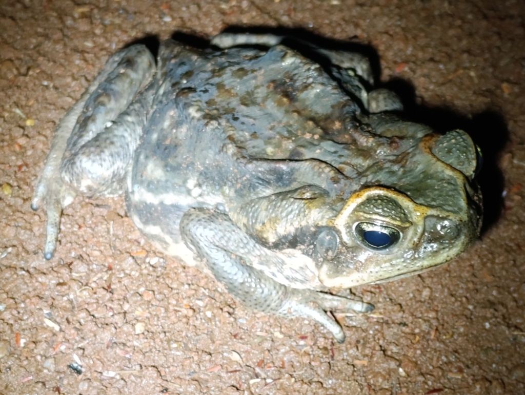 Beaked Toads from Goianápolis - GO, Brasil on September 29, 2024 at 02: ...