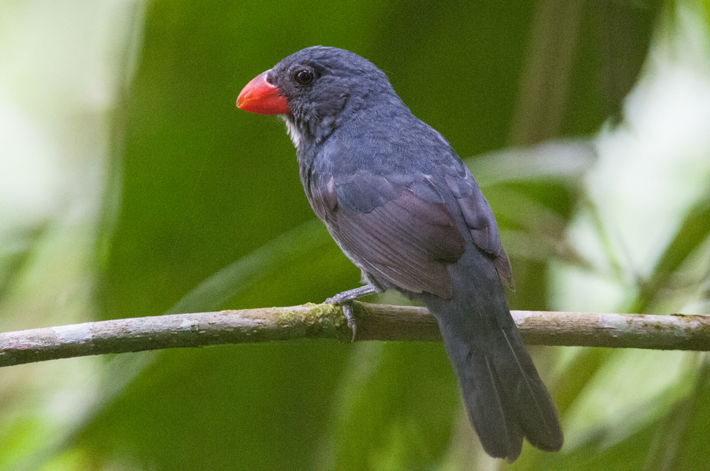 Slate-colored Grosbeak (Saltator grossus) - Avian Discovery