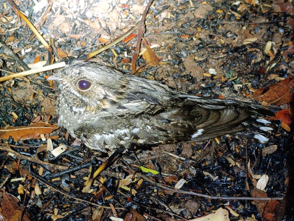 Little Nightjar from Goianápolis, Goiás, Brazil on September 29, 2024 ...