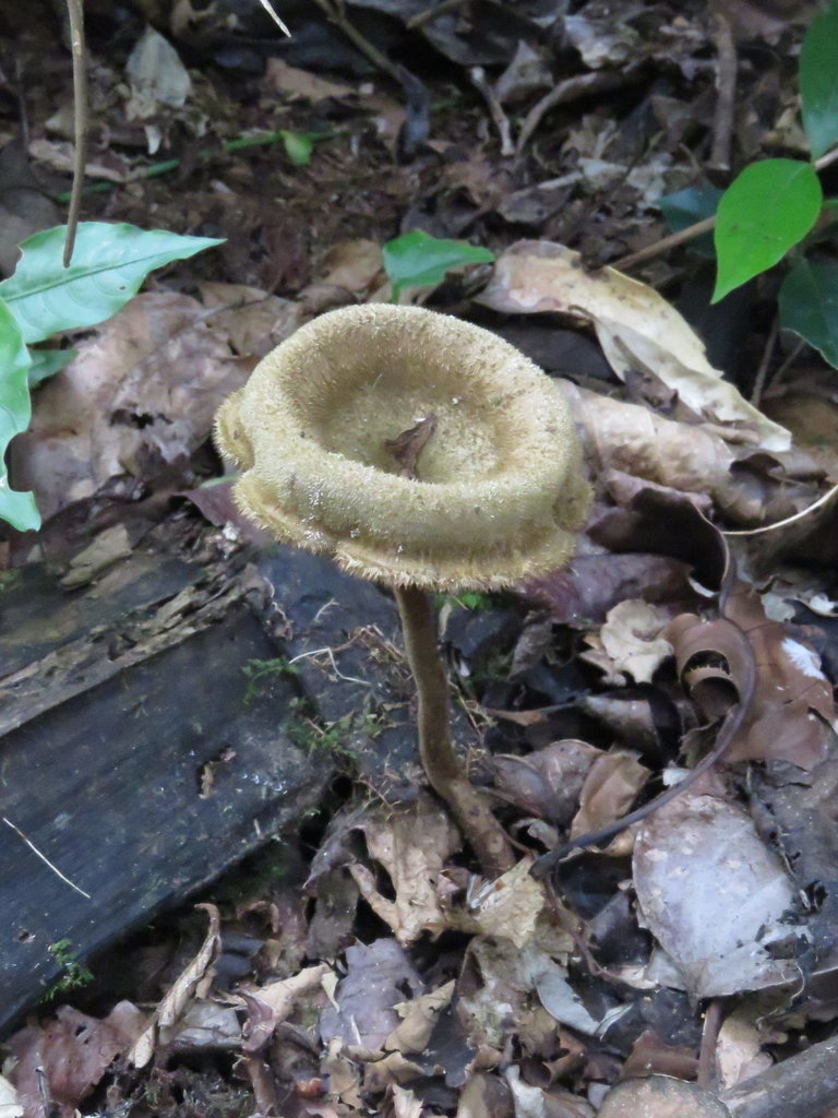 Panus velutinus from Ejido Santa Martha, municipio de Soteapan ...