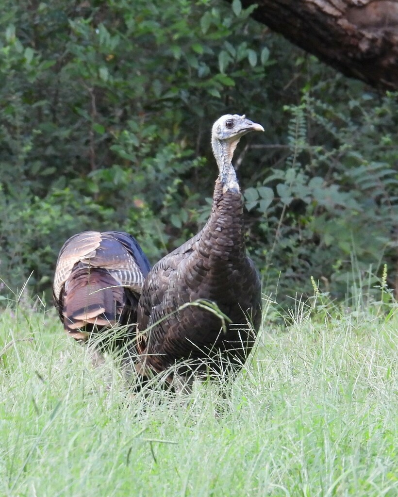 Wild Turkey from CCC Park, TVA Reservation, Colbert County, AL, USA on ...