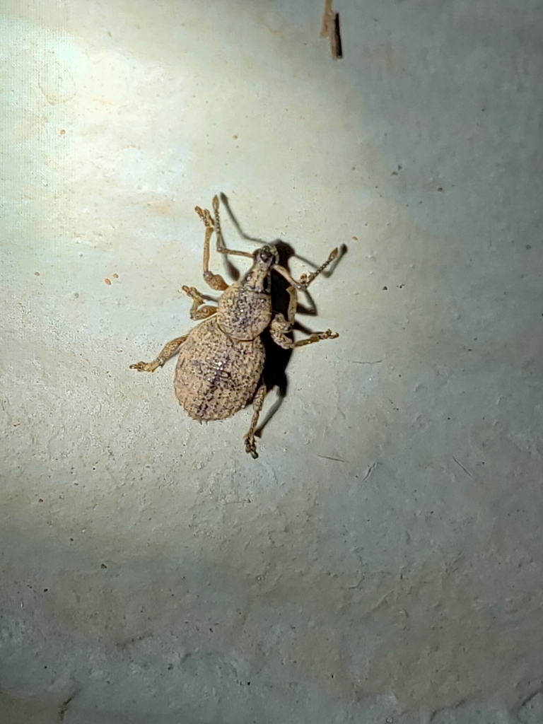 Clay-coloured Weevil from Prince, CA-PE, CA on September 30, 2024 at 10 ...