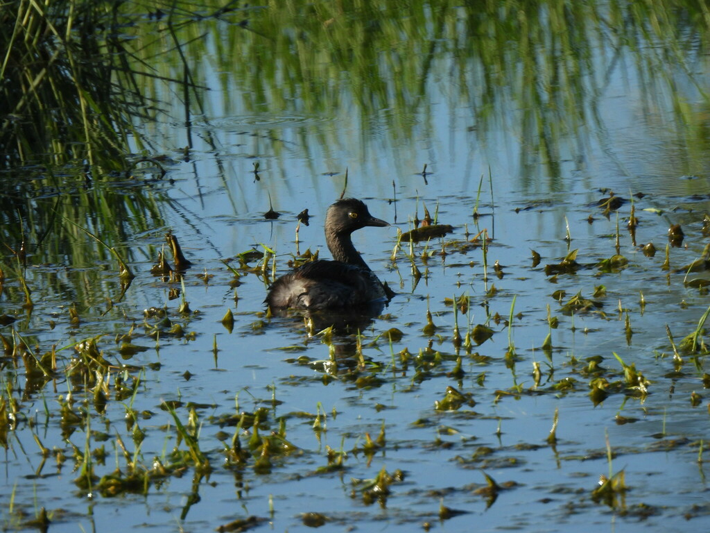 Least Grebe from Galveston, TX, USA on September 30, 2024 at 08:58 AM ...