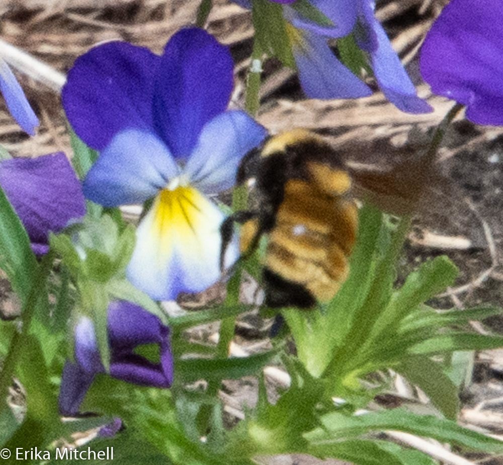 Northern Amber Bumble Bee from Washington, Vermont, United States on ...