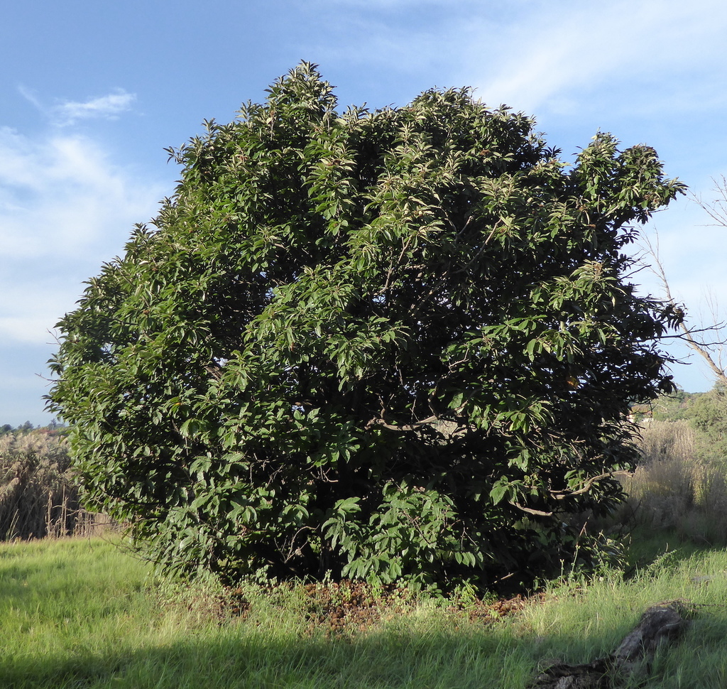 Sweet Chestnut from Westdene, Benoni, 1501, South Africa on April 8 ...