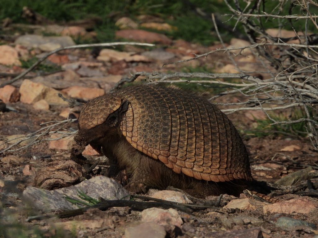 Pichi in September 2024 by Tomás Tamagno · iNaturalist