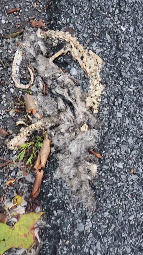 Virginia Opossum from Mustoe, VA USA on September 30, 2024 at 06:37 PM ...