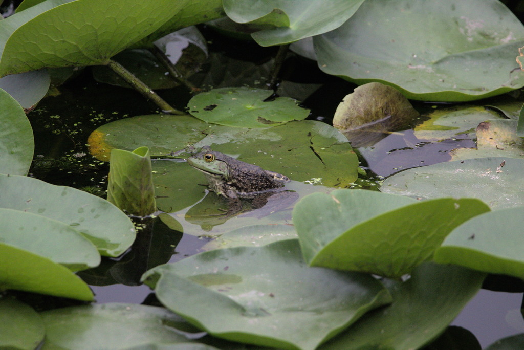 American Bullfrog from Montlake, Seattle, WA, USA on August 11, 2024 at ...