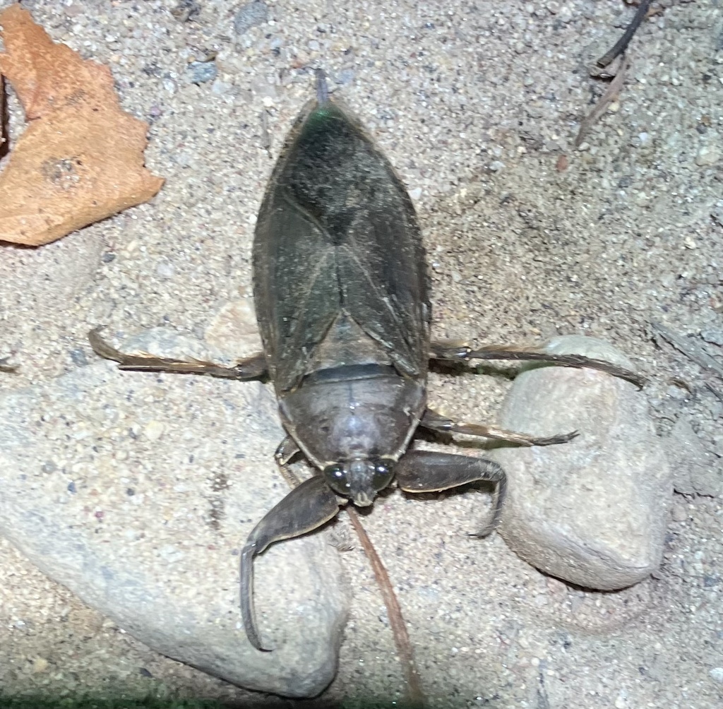 American Giant Water Bug from Montague Plains, Montague, MA, US on ...