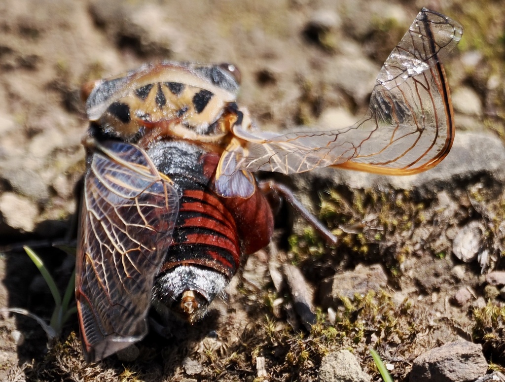 Eastern Double Drummer from The Australian Botanic Garden, Mount Annan ...