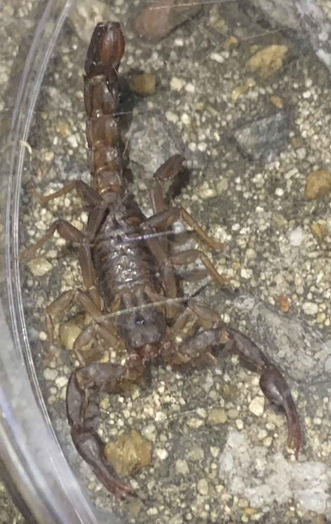Southern Devil Scorpion from Oak Mountain State Park, Pelham, AL, US on ...