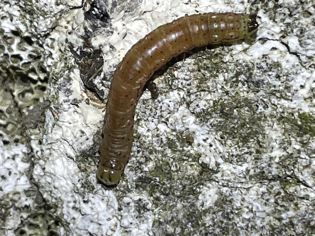 Cabbage tree moth from North Island / Te Ika-a-Māui, Kaiaua, Waikato ...