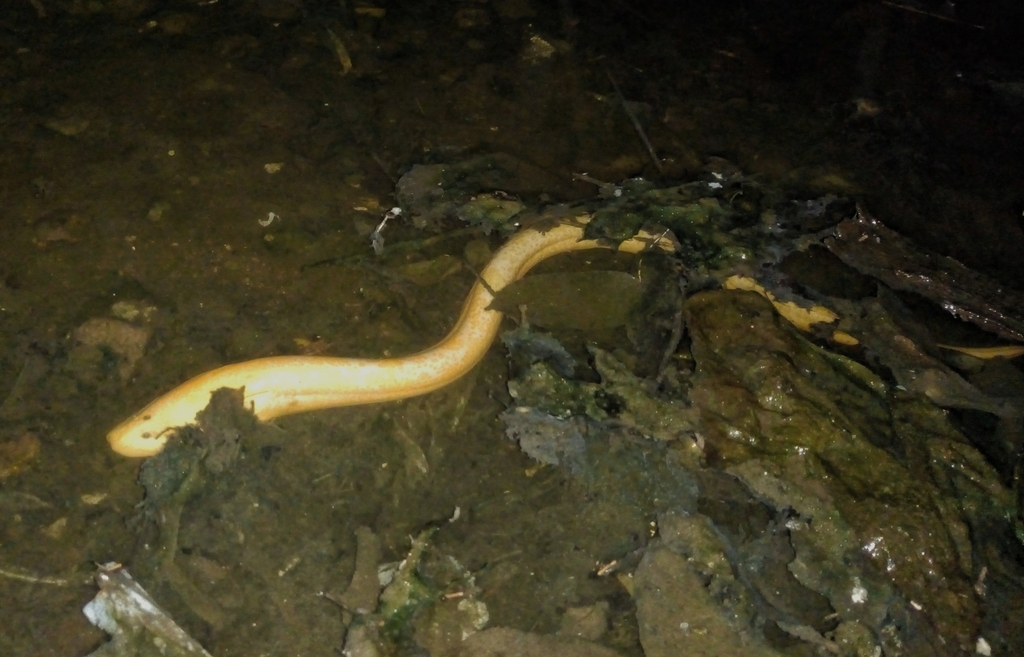 Asian Swamp Eel (Monopterus albus) - Marine Life Identification
