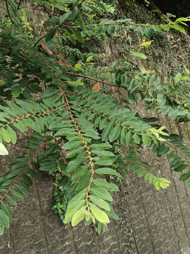 Pop-gun Seed from Chiayi City, TW-TA, TW on October 1, 2024 at 11:43 AM ...