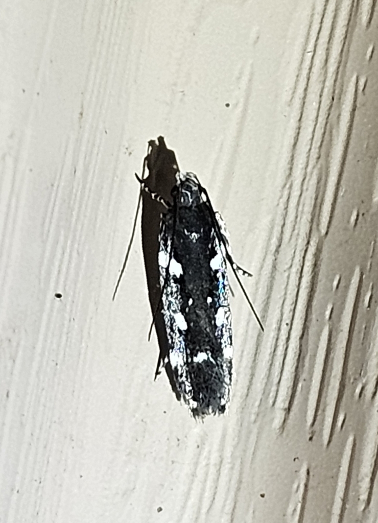 Six-spotted Aroga Moth from Tallassee, AL 36078, USA on September 30 ...