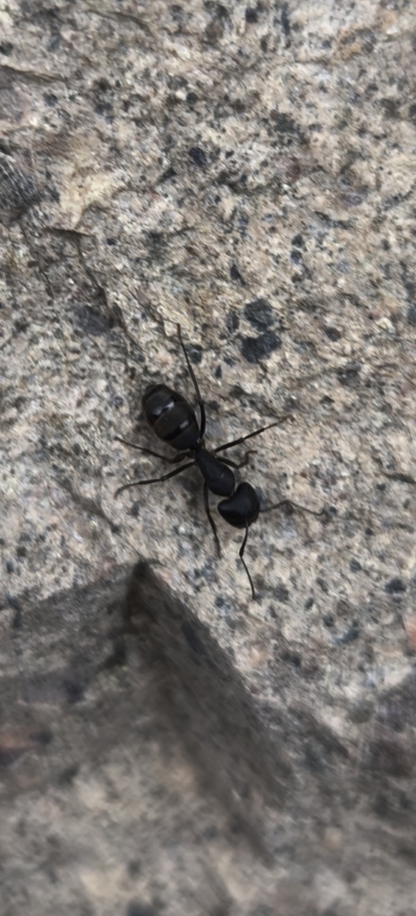 Japanese Carpenter Ant from Zhoushan, CN-ZJ, CN on October 1, 2024 at ...