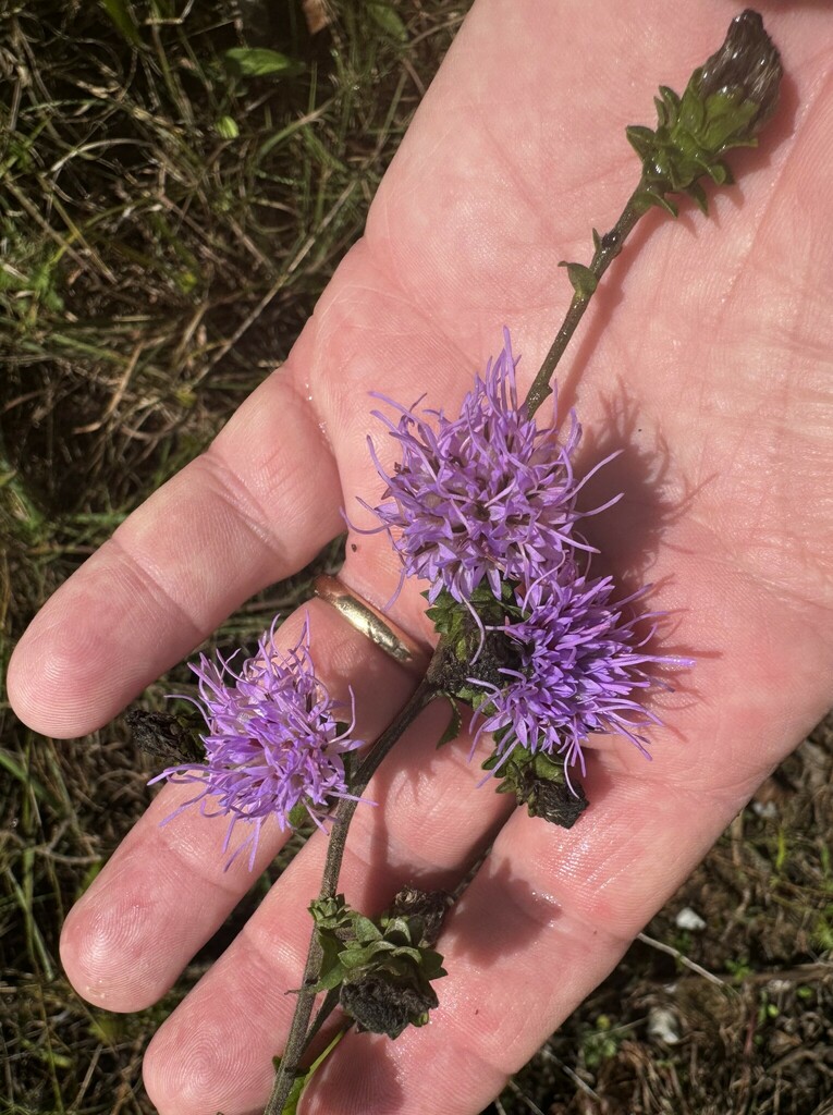 Appalachian blazing star from Ridge Rd., Lawrence County, AL, USA on ...