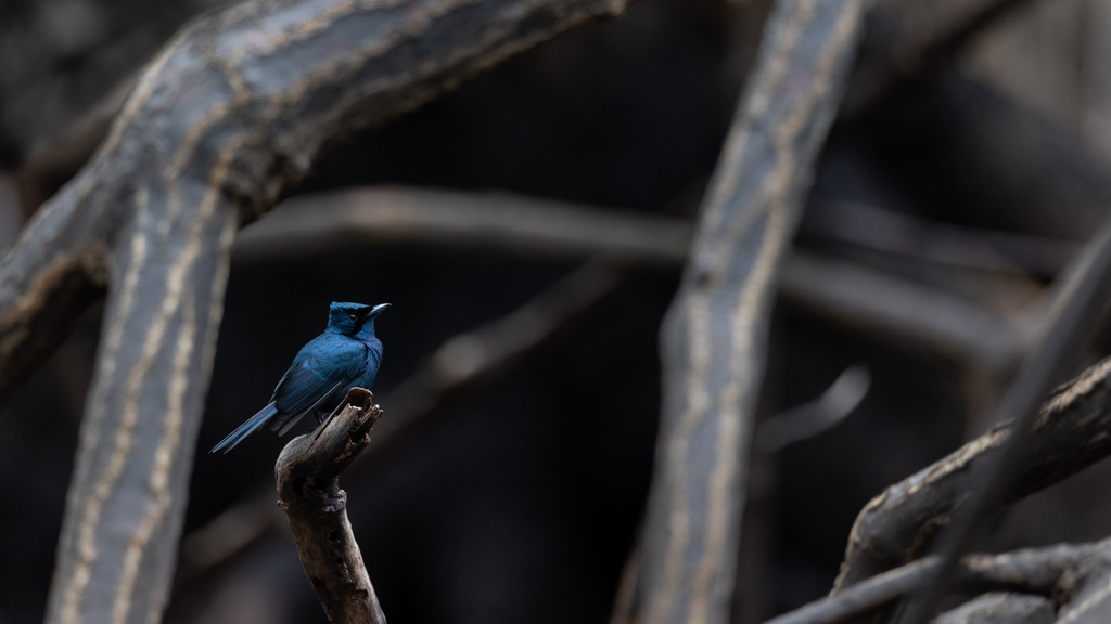 Shining Flycatcher from South Pacific Ocean, Iron Range, QLD, AU on ...