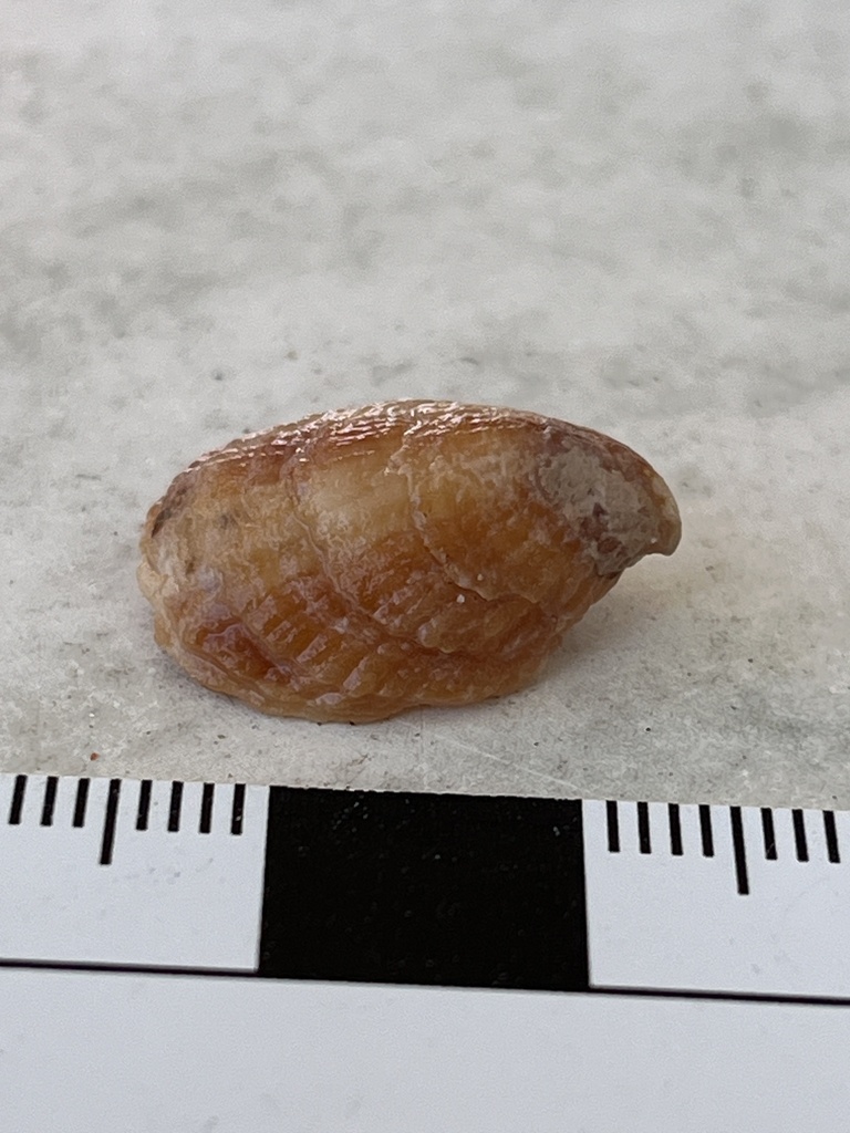 Cone-shaped Hoof Shell from Middleton Bay, Emu Point, WA, AU on October ...
