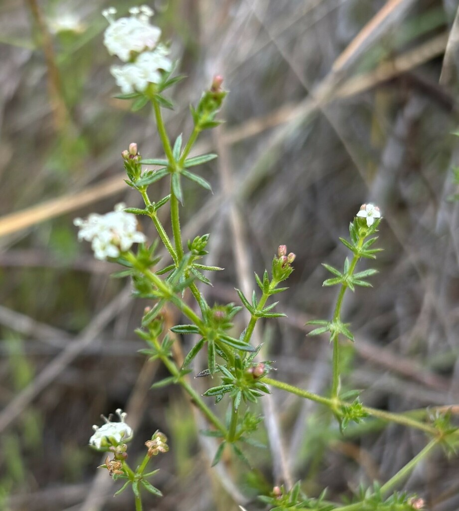 Common Woodruff from Wolseley SA 5269, Australia on October 1, 2024 at ...