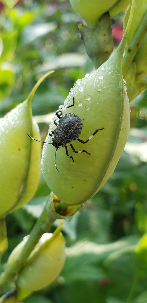 Brown Marmorated Stink Bug from Belknap, Louisville, KY 40205, USA on ...