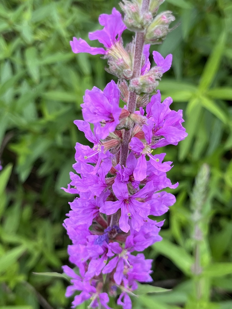 purple loosestrife from River Thames, Kingston Upon Thames, England, GB ...