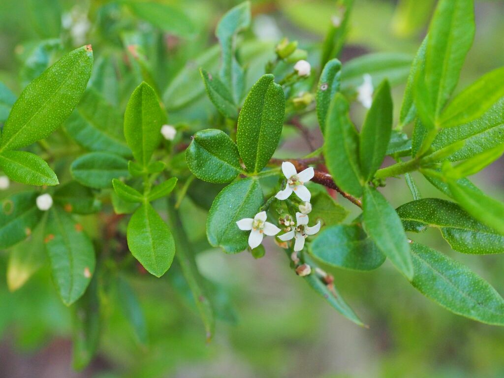 Sandfly Zieria from Bulahdelah NSW 2423, Australia on March 30, 2024 at ...