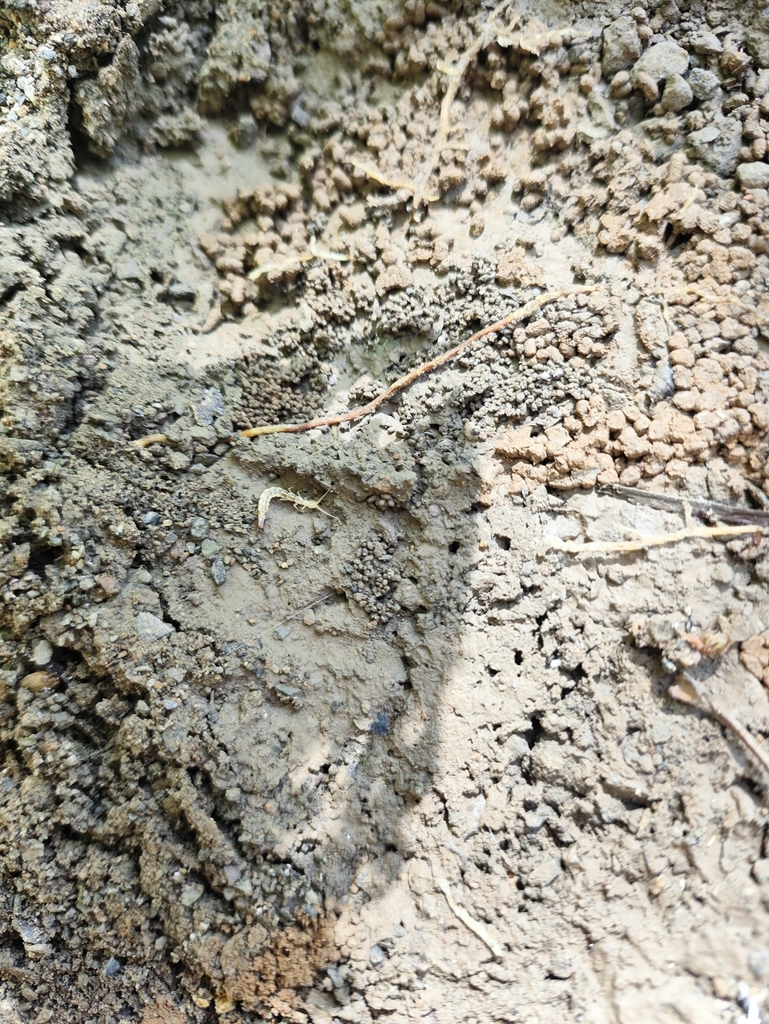 Japygidae from 北京市石景山区石景山 on October 1, 2024 at 10:37 AM by 下五洋捉兲 ...