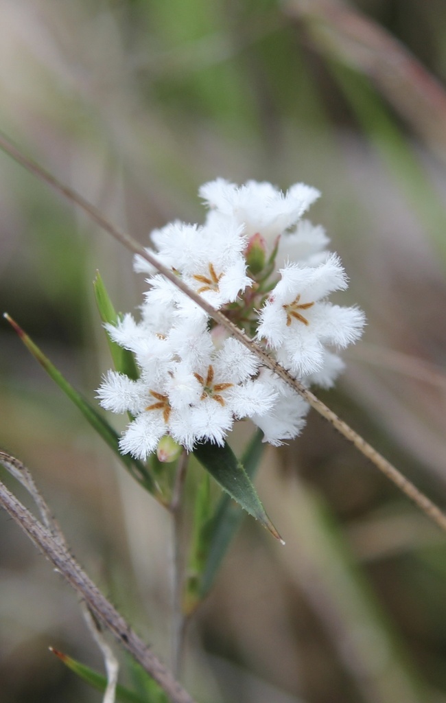 common beard-heath from Parklands Albury Wodonga, Wodonga, VIC, AU on ...