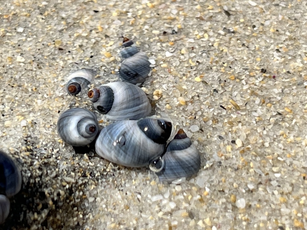 Little Blue Periwinkle from Kent-Nornalup Ward, Parryville, WA, AU on ...