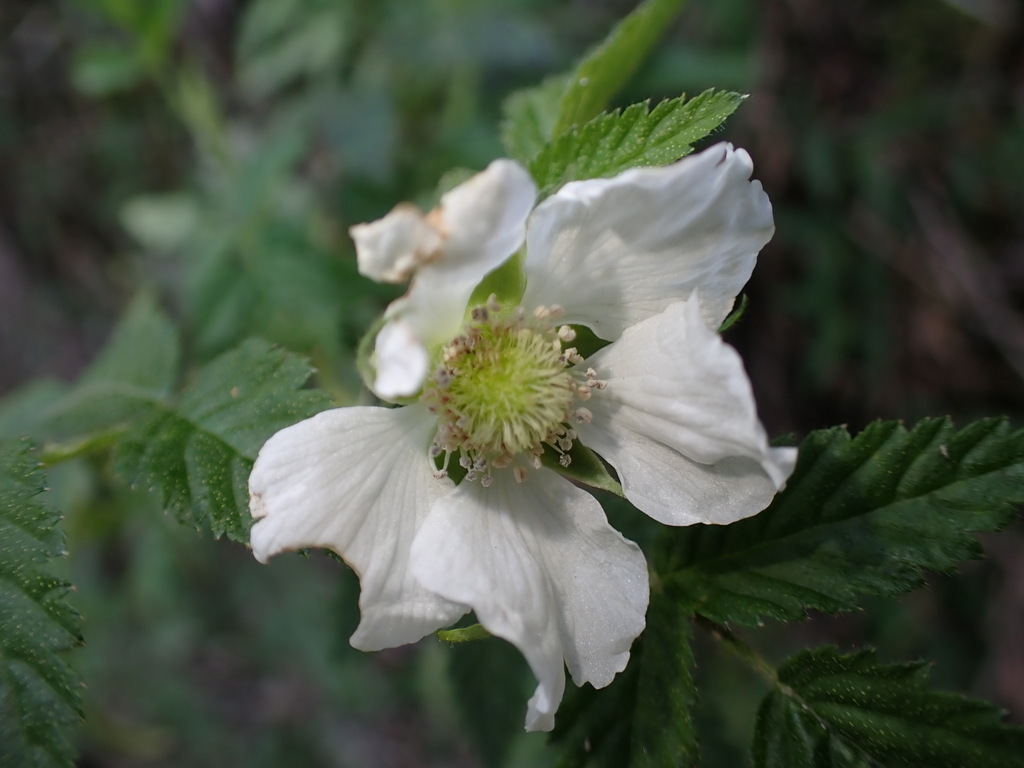roseleaf bramble from Fernbrook NSW 2453, Australia on October 1, 2024 ...