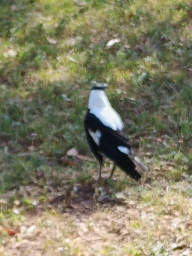 Australian Magpie from Adelaide SA, Australia on October 1, 2024 at 02: ...