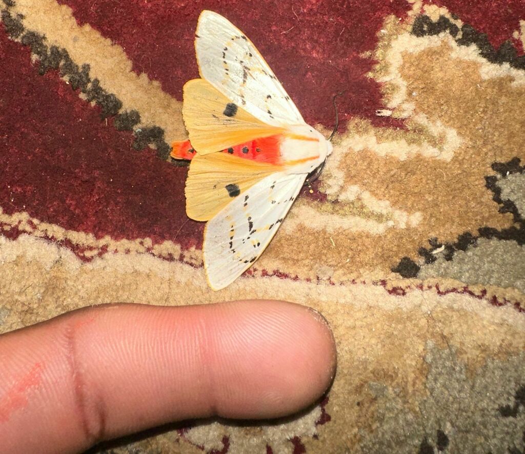 Orange Tricolour Tiger Moth from Sarah Baartman District Municipality ...