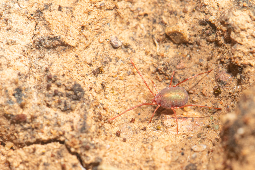 Trombidiform Mites from Overberg District Municipality, South Africa on ...