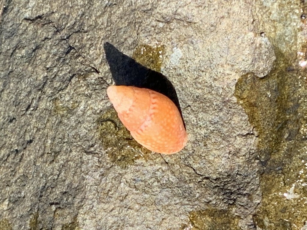 Tortoise Dove Shell from Yuraygir National Park, The Sandon, NSW, AU on ...